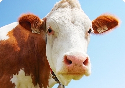 Rodeo - Genus ABS India