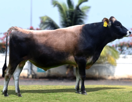 Zig - Genus ABS India